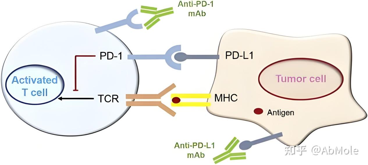 AbMole综述：PD-1/PD-L1免疫检查点抑制剂与单抗 - 知乎