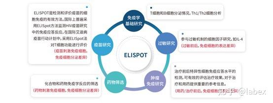 初步认识Elispot，原理及应用实例 - 知乎