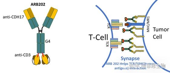 CDH17作用机制与靶向药物研发的潜力 - 知乎