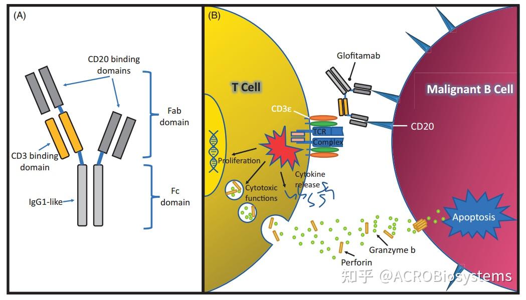 ACRO百普赛斯：靶向CD20、CD3——抗体药物研发的见证者，也是缔造者 - 知乎