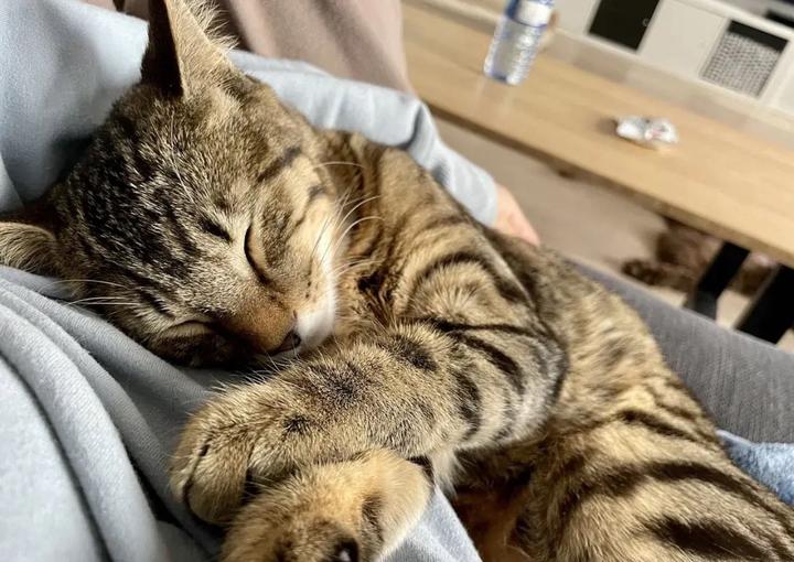 什么是阿尔法、贝塔、伽马测试？ - 知乎