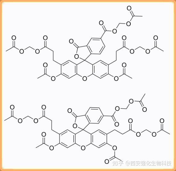 pH荧光探针：BCECF，AM（117464-70-7）工作原理与检测方法 - 知乎