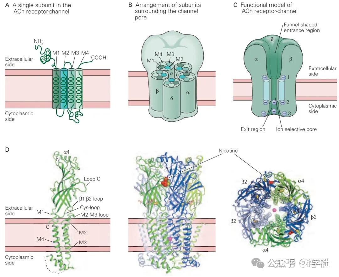 AChR的结构（为啥生物学家这么热衷于解析蛋白结构？） |《神经科学原理》第十二章：神经-肌肉突触 - 知乎
