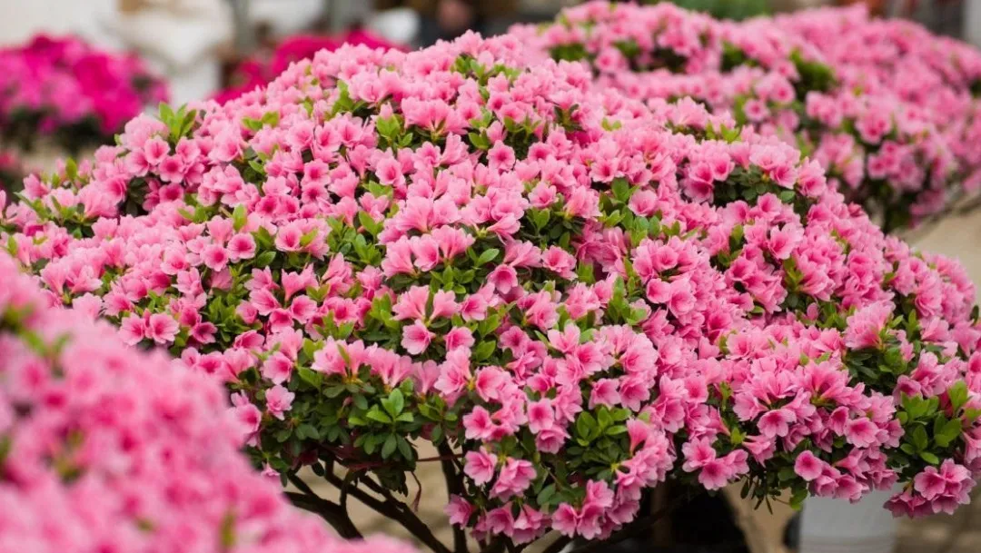 杜鹃常见五大品系，各有特色，都很美丽，花量巨大见花不见叶。你认识几种？ - 知乎