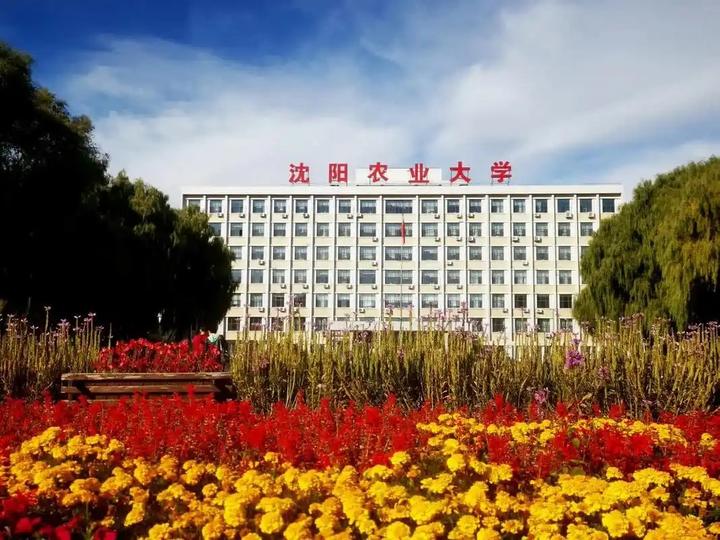 25考研｜沈阳农业大学MPAcc会计专硕、复试经验分享 - 知乎