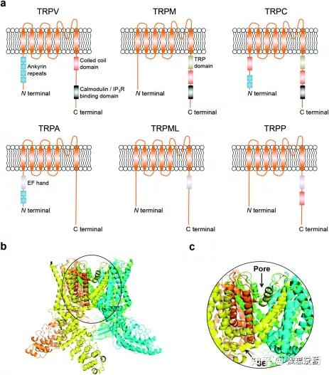 从2021年诺贝尔奖谈TRP靶点药物研发——李英骥 - 知乎