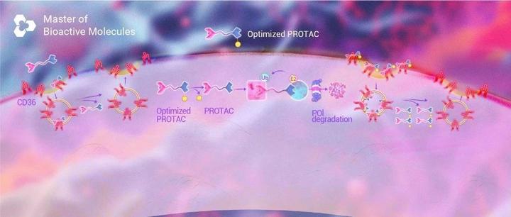 《Cell》破解 PROTAC 透膜难题∶ CD36 介导的内吞机制或可成为最佳解决方案 | MedChemExpress(MCE中国) - 知乎