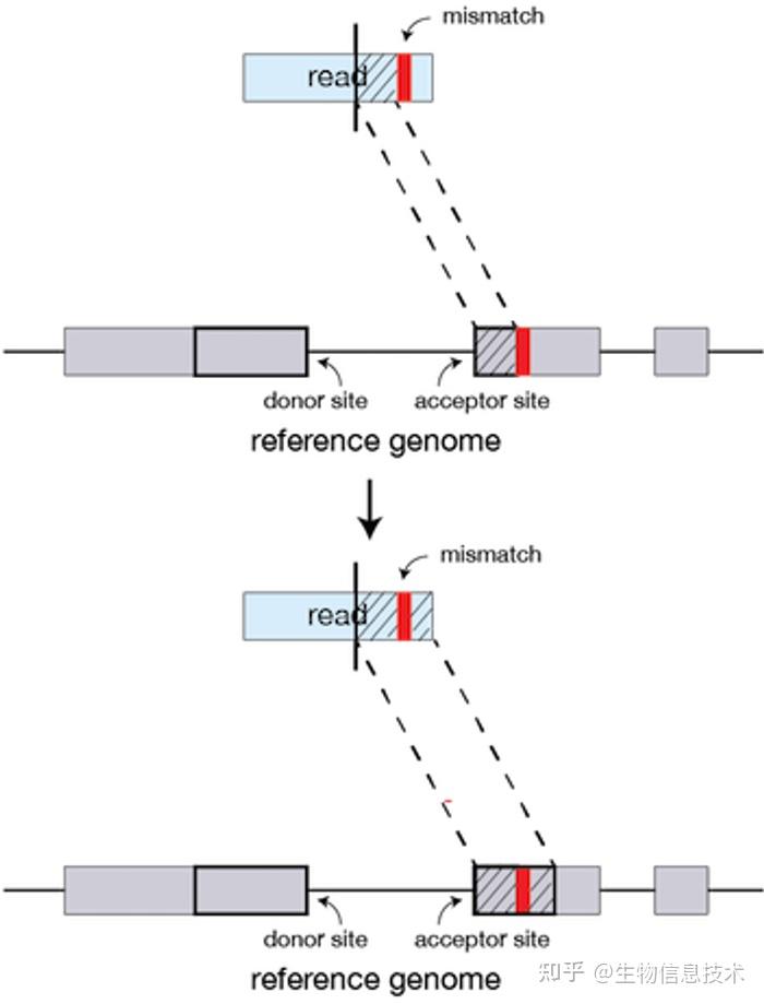 RNA-Seq序列比对工具 | STAR - 知乎