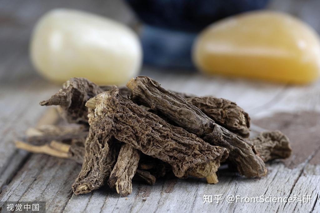 中药高清图鉴之木香 - 知乎