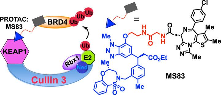 JACS：招募KEAP1的新型PROTAC - 知乎