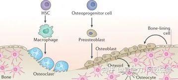 骨骼系统第1期——骨的形成与生长 - 知乎