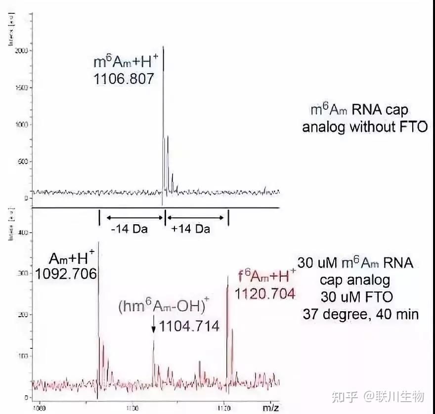 m6A去甲基化酶FTO的难产之路 | m6A八卦故事 - 知乎