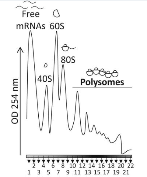 翻译组学测序研究利器|Ribo-seq&Polysome-seq - 知乎