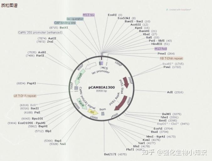 pCAMBIA1300 Plant Expression Vector的描述、特征与应用（避坑指南） - 知乎