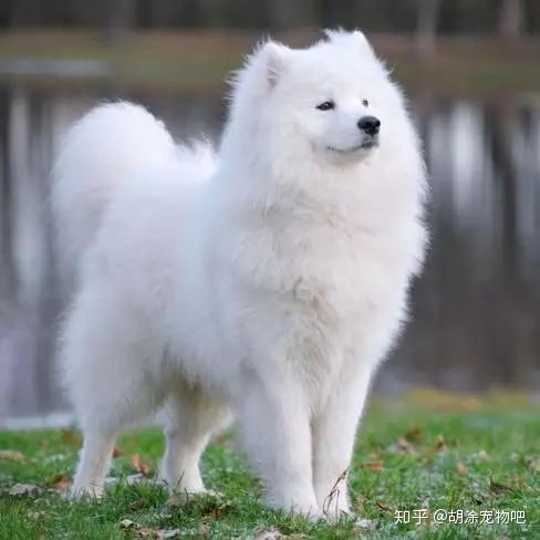 萌宠百科——傻白甜的萨摩耶犬（Samoyed） - 知乎