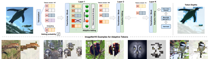 AdaViT：用于高效视觉Transformer的自适应Tokens - 知乎