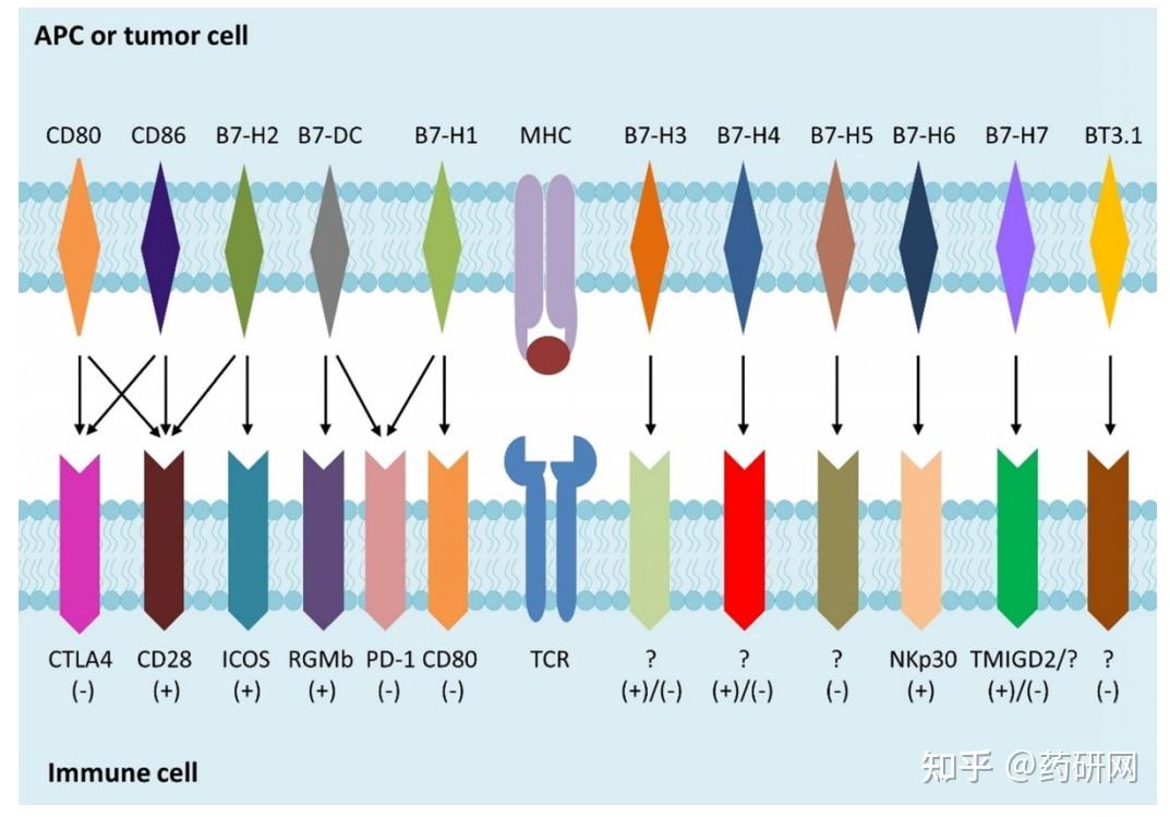 2022 AACR丨B7H3,B7H4在研进展梳理 - 知乎