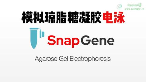 SnapGene 模拟琼脂糖凝胶电泳 - 知乎