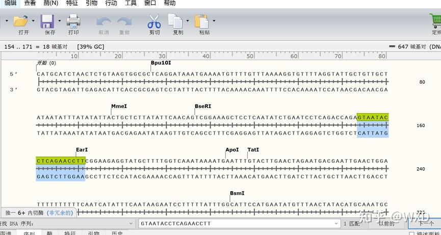 用snap gene个性化设计引物，用blast验证（一） - 知乎