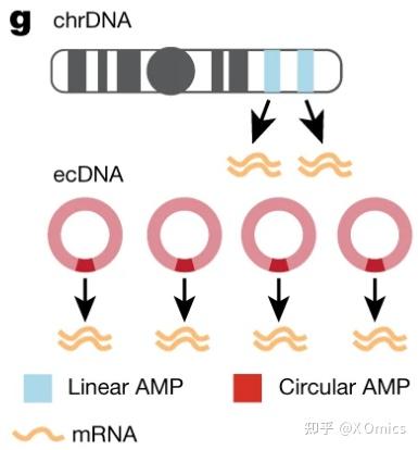 染色体外DNA（ecDNA）简介 - 知乎