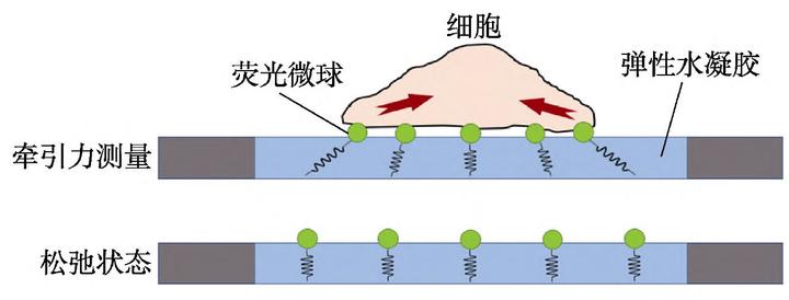 细胞牵引力显微镜技术(traction force microscopy, TFM) - 知乎