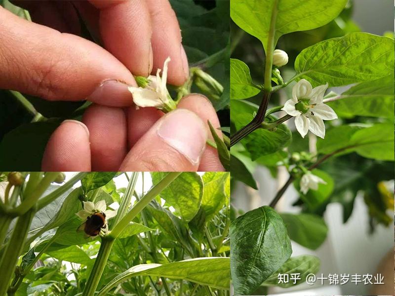 辣椒为什么需要人工授粉？怎么操作？ 知乎