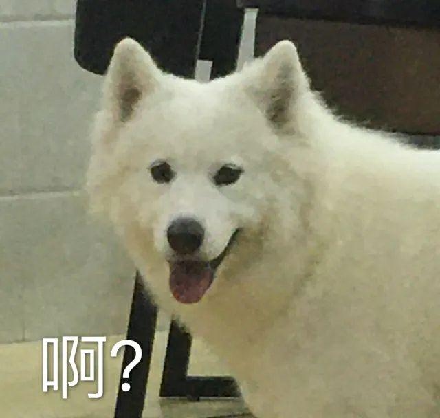 再分享一些狗狗表情包(›´ω`‹ ) - 知乎