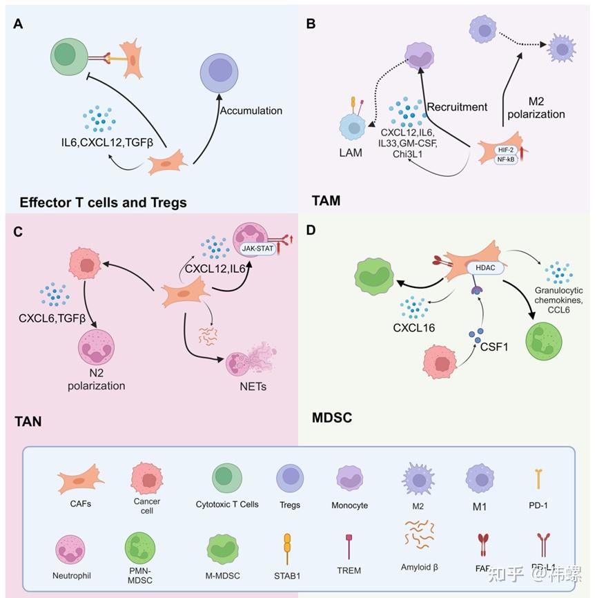 肿瘤相关成纤维细胞在癌症发展与治疗中的作用 - 知乎