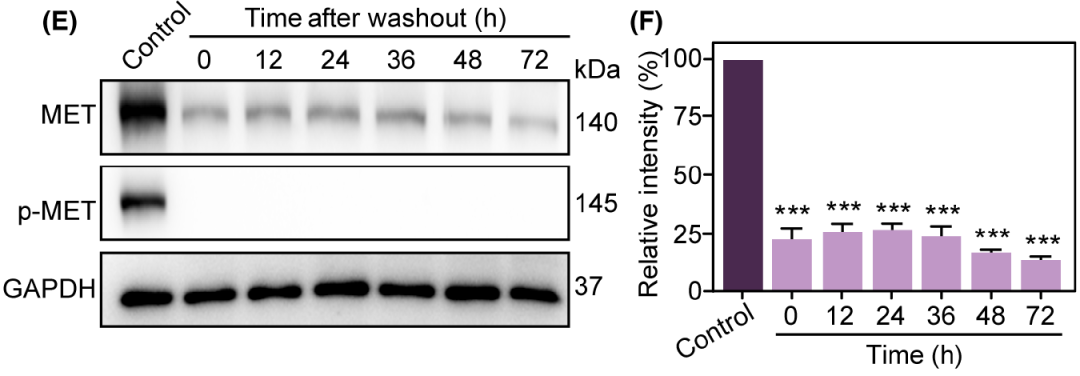 【靶点科普】c-Met：靶向疗法研究进展 - 知乎