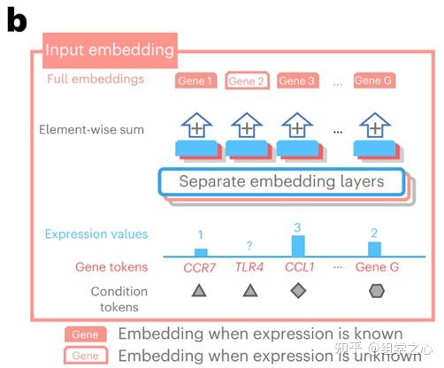 单细胞组学大模型（3）--- scGPT，有非常详细的学习文档和应用说明，且有多种训练数据权重！ - 知乎