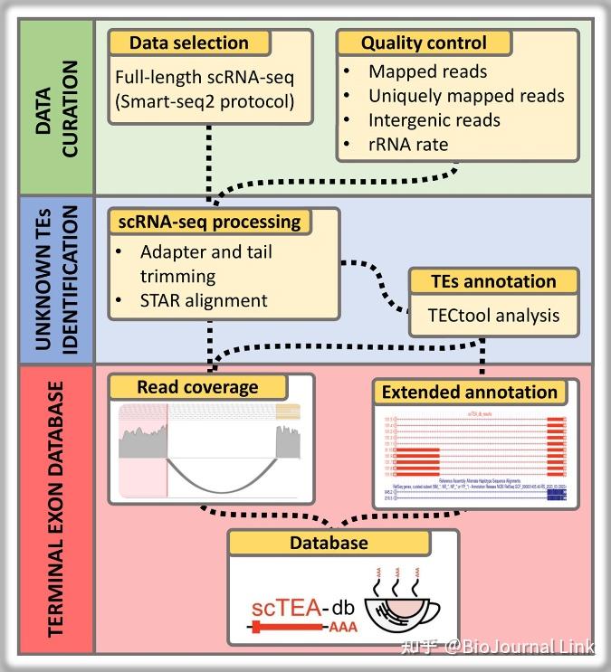 数据库介绍 | scTEA-db：一个从人类单细胞转录组中识别出的新终端外显子异构体的综合性数据库 - 知乎