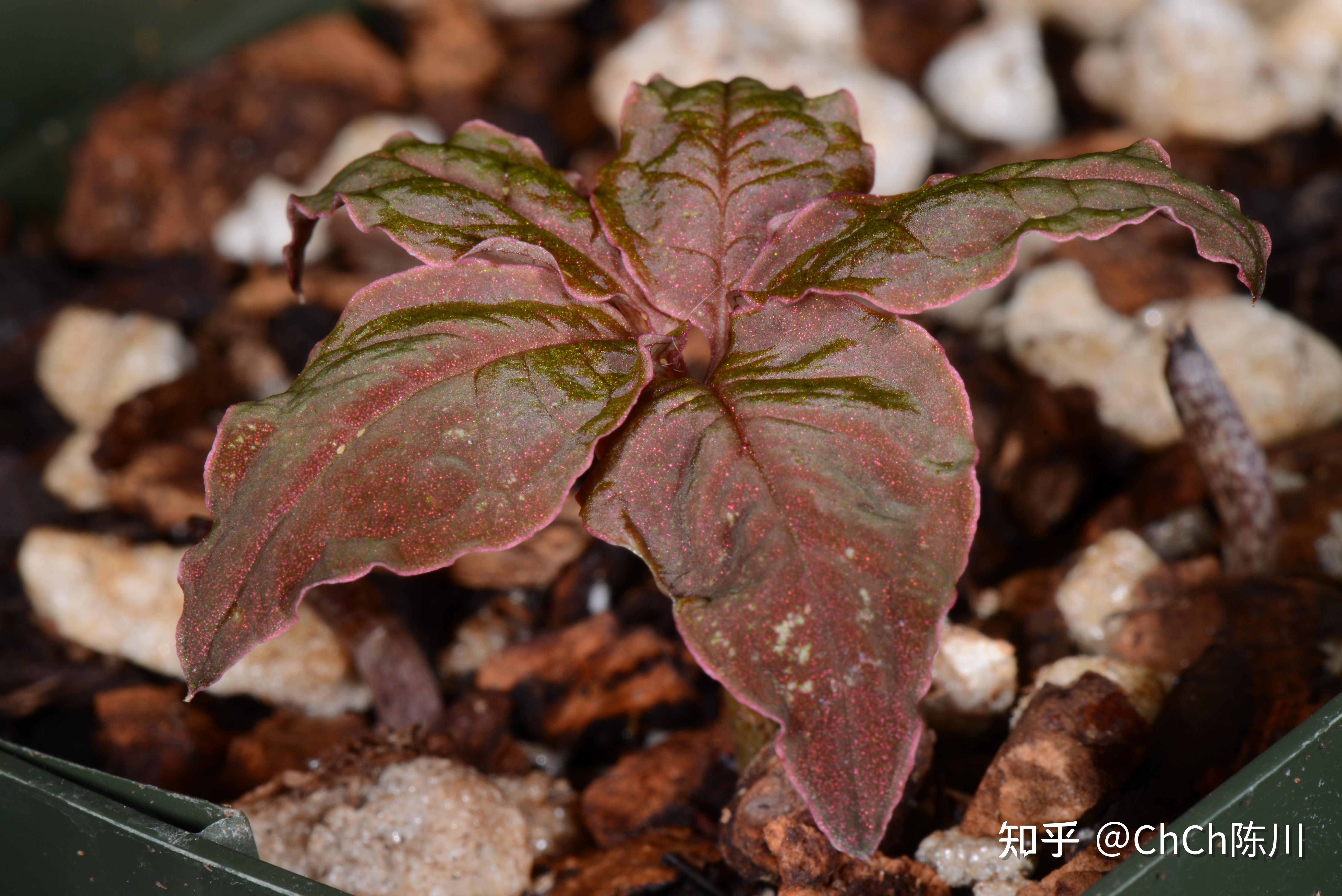 多肉植物全图鉴6：天南星科（Araceae），魔芋属（Amorphophallus） 原始种P-Z及其相关种 - 知乎