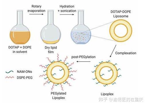 阳离子脂质体DOTMA（N[1(2,3二亚油酰氧)丙基]N,N,N三甲基铵）的优缺点 - 知乎