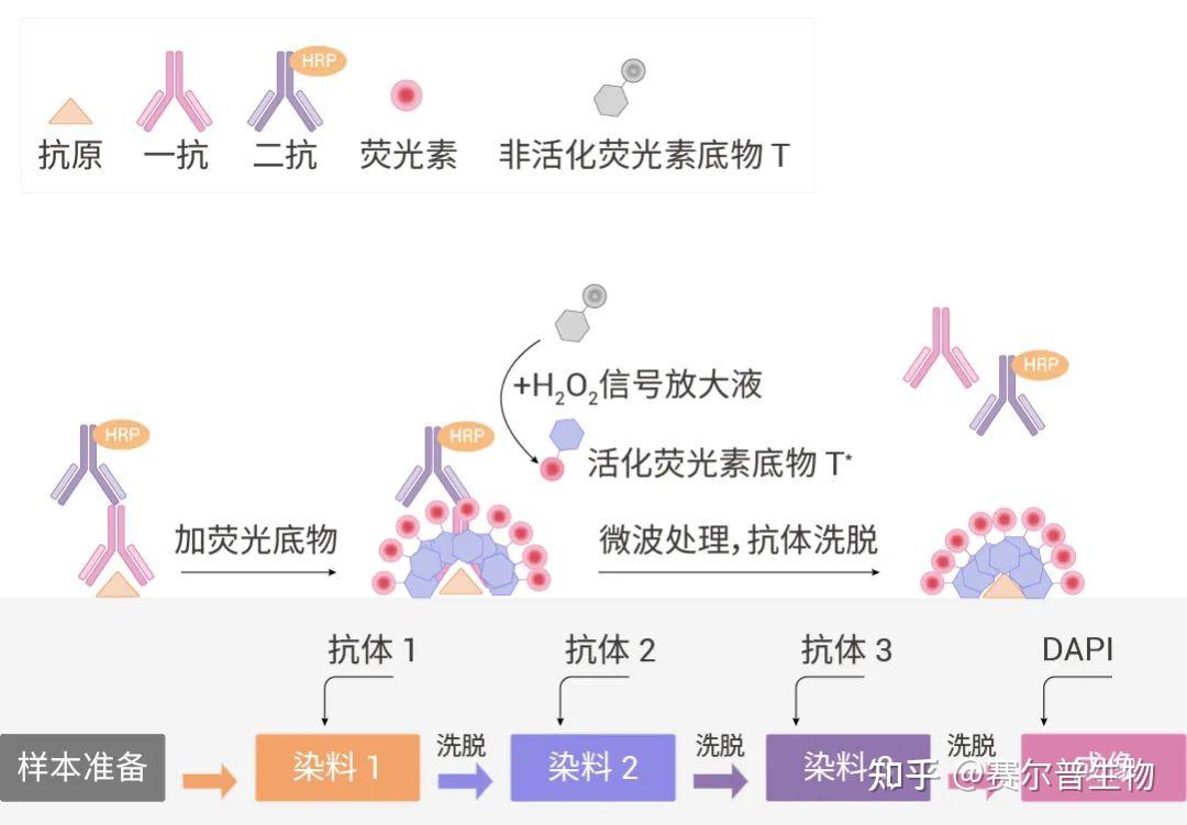 肿瘤免疫学研究新工具：多重免疫组化(mIHC) - 知乎