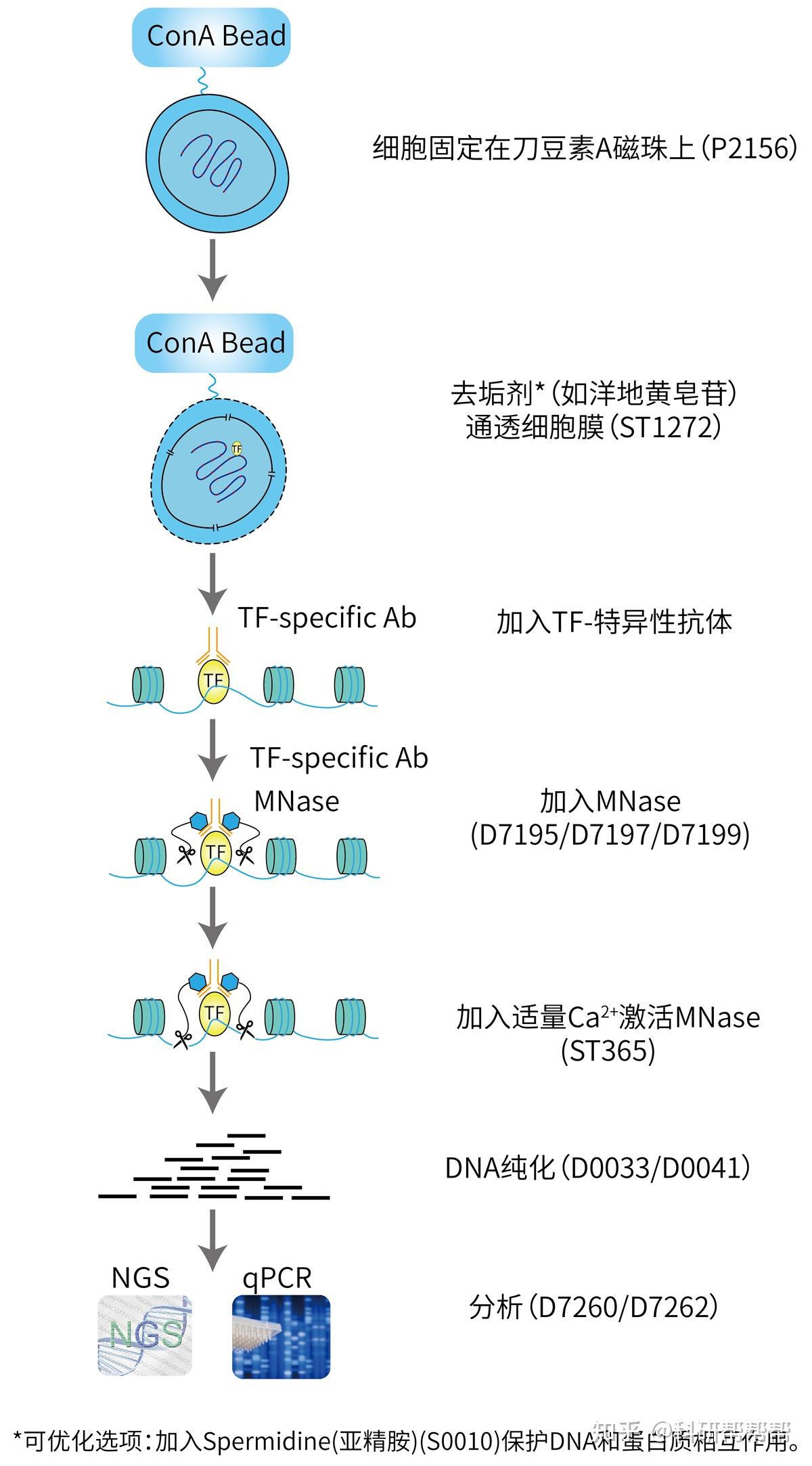 一文搞懂CUT&RUN（小清新版） - 知乎