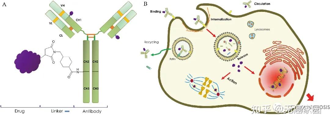 对付尿路上皮癌有了“新武器”！ADC新药SYS6002开启招募，打破难治困境！ - 知乎