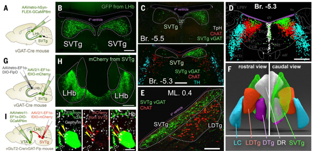 客户文章丨Science丨揭秘新奖赏中枢：从神秘核团到情绪密码 - 知乎