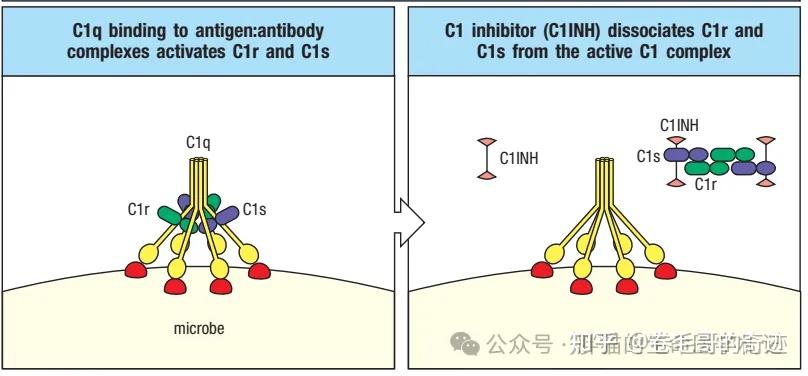 补体系统：机体免疫的重要防线 - 知乎