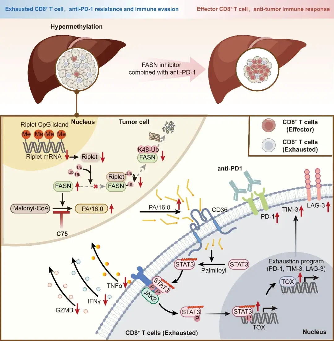 Sci Immuno丨陈孝平/张必翔/张万广/丁则阳/黄昭/梁俊男团队发现肝细胞癌中脂代谢重编程驱动T细胞耗竭的新机制 - 知乎