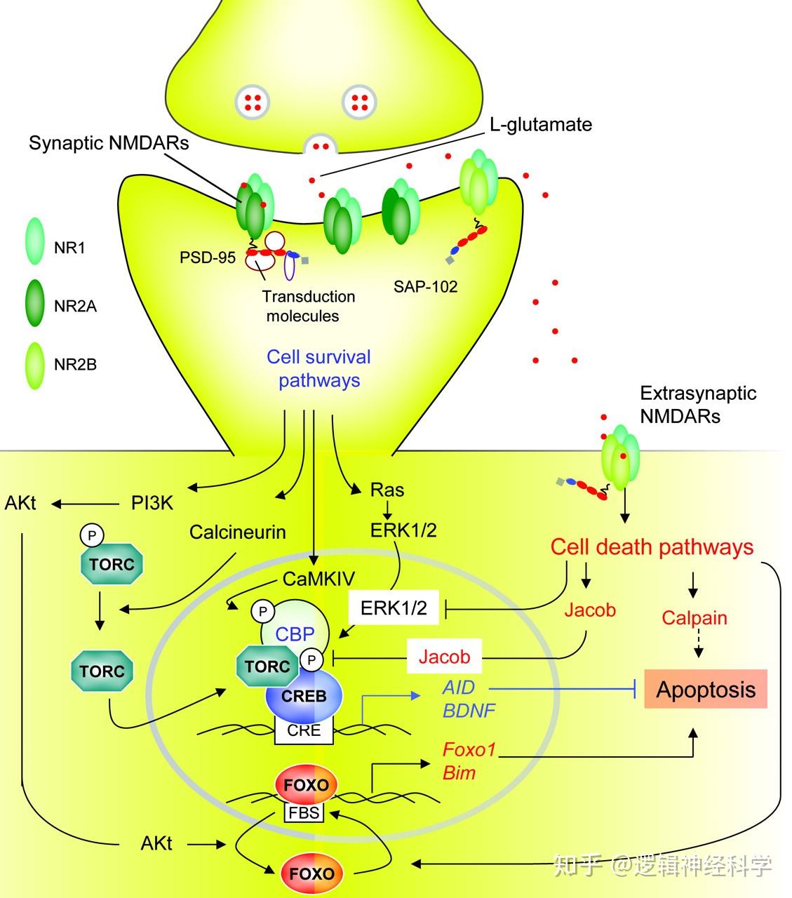 Science︱新神经保护剂！NMDAR/TRPM4相互作用机制及抑制剂 - 知乎