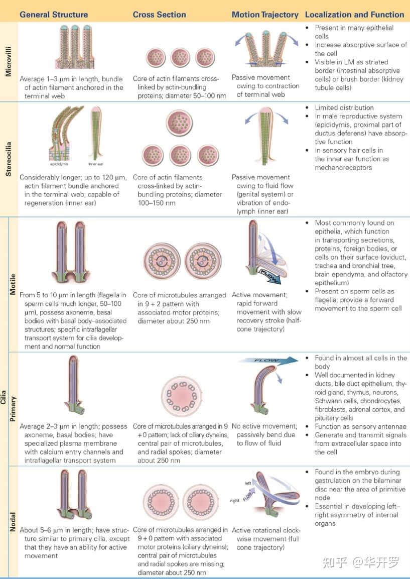 EPITHELIAL TISSUE 上皮组织 - 知乎