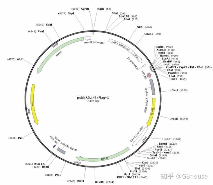 构建Co-IP重组融合质粒以PDZK1为例 - 知乎