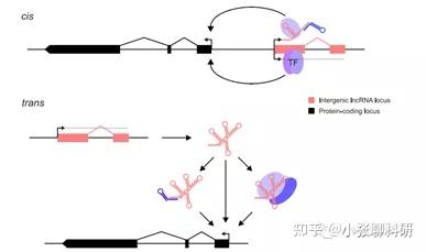 如何预测lncRNA的靶基因？ - 知乎