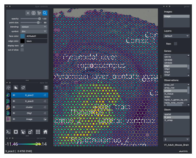squidpy 教程 3：使用 Napari 进行交互式可视化 - 知乎