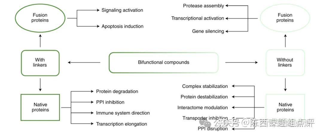 Nat. Chem. Biol. 【综述回顾】| 双功能临近诱导小分子调控细胞进程的统一性原理 - 知乎