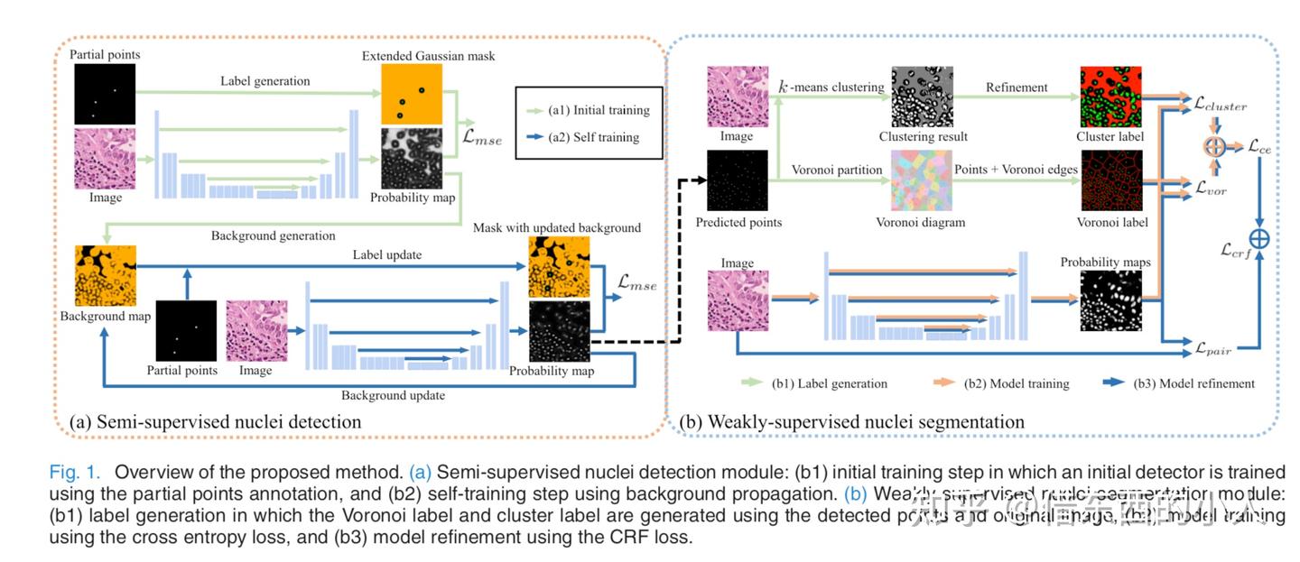 弱监督细胞核分割：《Weakly Supervised Deep Nuclei Segmentation Using Partial Points Annotation……》 - 知乎