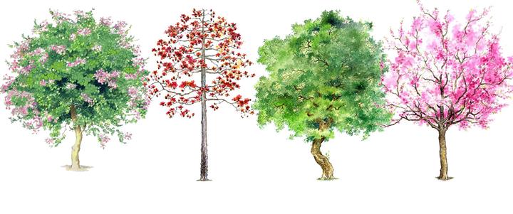 270款超棒的网红小清新手绘风and写实风立面树素材（1.2G） - 知乎