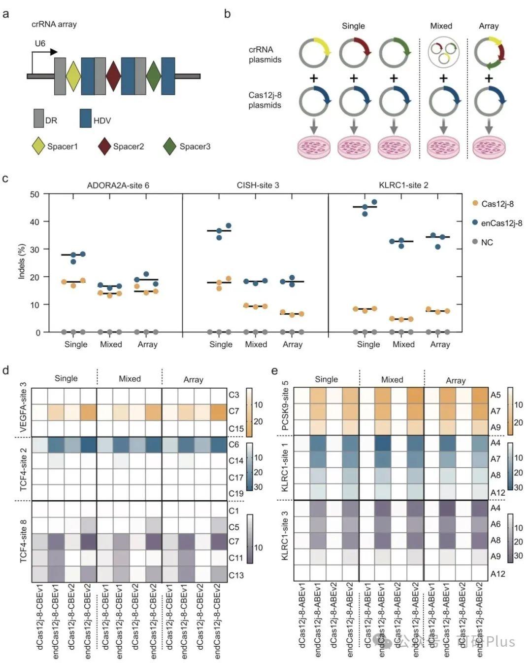 Adv Sci | 南医大张军/沈彬团队最新进展：小巧基因"剪刀"Cas12j-8编辑效率暴增55倍，多重编辑一步到位！ - 知乎