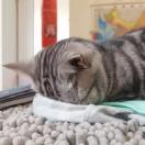 MMR：提升RAG检索结果的多样性与实用性 - 知乎