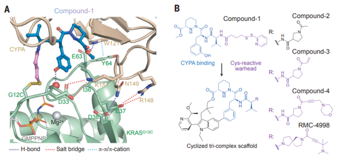 Science：靶向突变KRAS与分子伴侣蛋白的活性状态 - 知乎